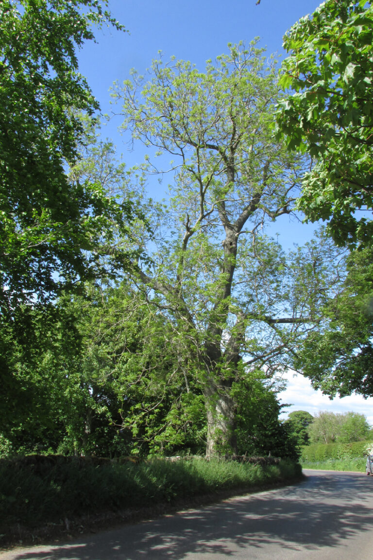 Temple Tree, Templeton, Newtyle, Angus