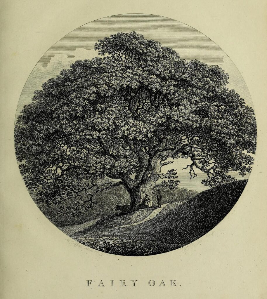 oak trees